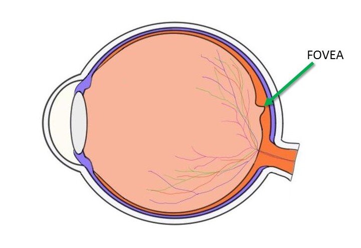 Fovea of the Eye (Anatomy, Functions & Associated Conditions)