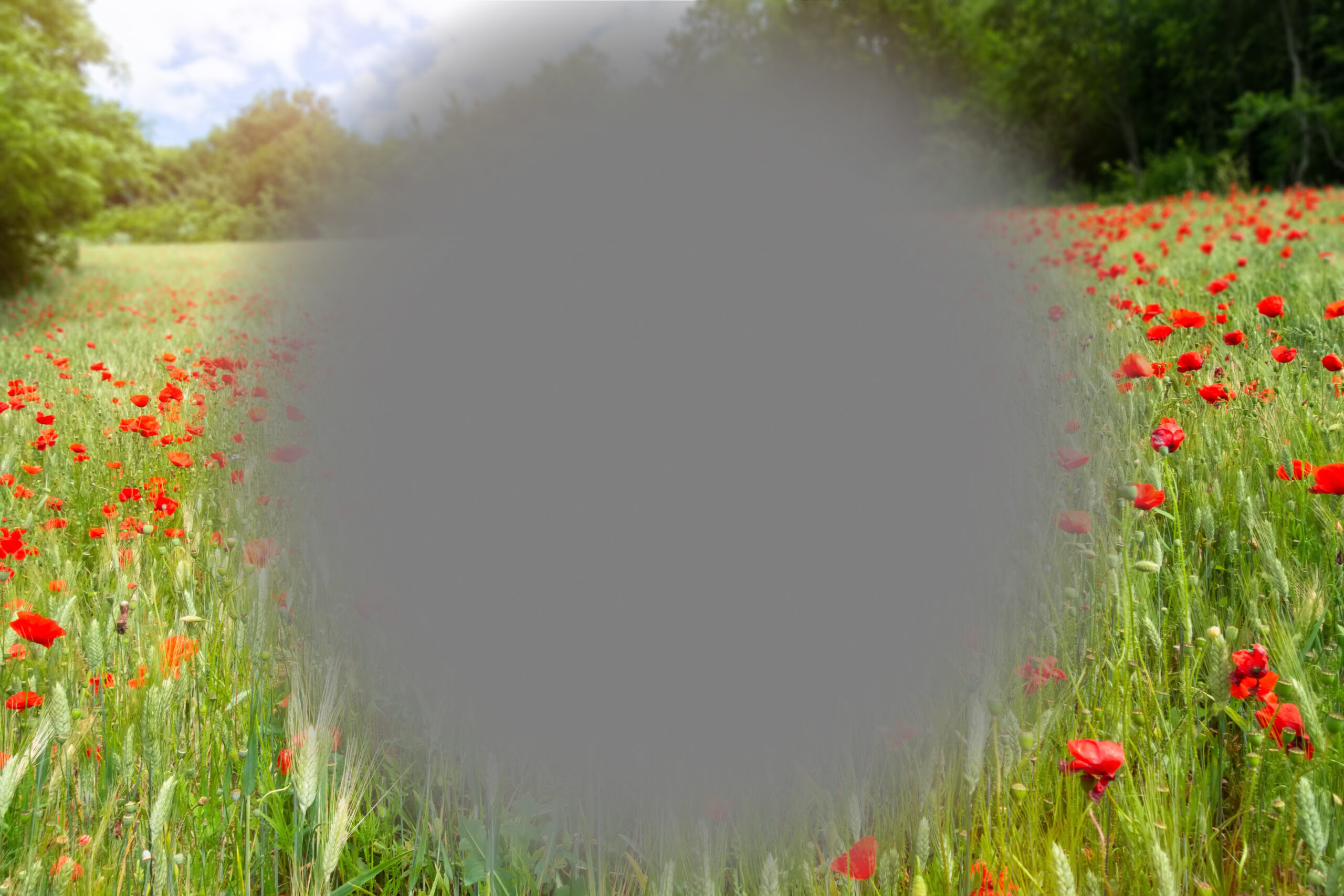 Insuffisant Shuraba Pr vu I Have Blind Spots In My Vision Colorant