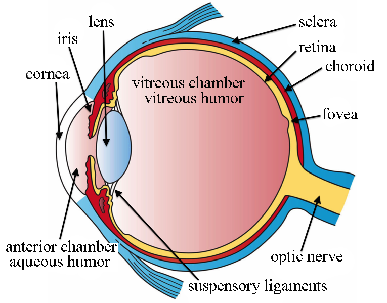 Eye Anatomy 16 Parts Of The Eye Their Functions