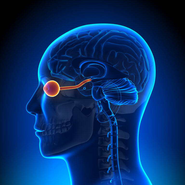 What Is the Optic Nerve? Understanding Its Role in Vision